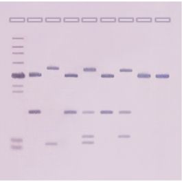 Principles and Practice of Agarose Gel Electrophoresis, manufacturer ...